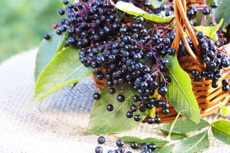Il sambuco: proprietà, ricette e curiosità di una pianta millenaria